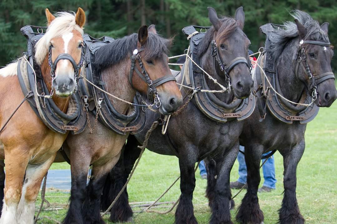 Meer informatie - Het Land van Bartje Paardendag